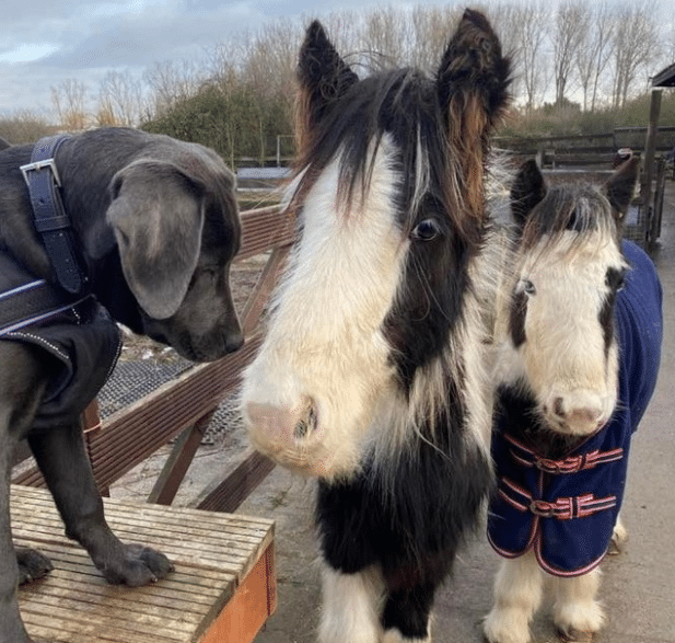 SEND – Active Essex